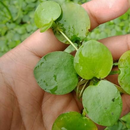 Jual (dapat 35 pohon) Tanaman aquascape amazon frogbit | Shopee Indonesia