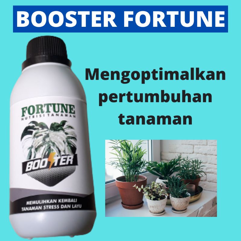 Jual Pupuk Booster Fortune Monstera Tanaman Sultan, Pupuk Untuk Tanaman ...