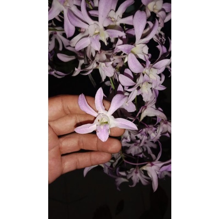 Jual Anggrek Dendrobium Superbien Azima | Shopee Indonesia