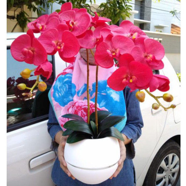 Jual ANGGREK LATEX MERAH DAUN RIMBUN SUPER PREMIUM | Shopee Indonesia