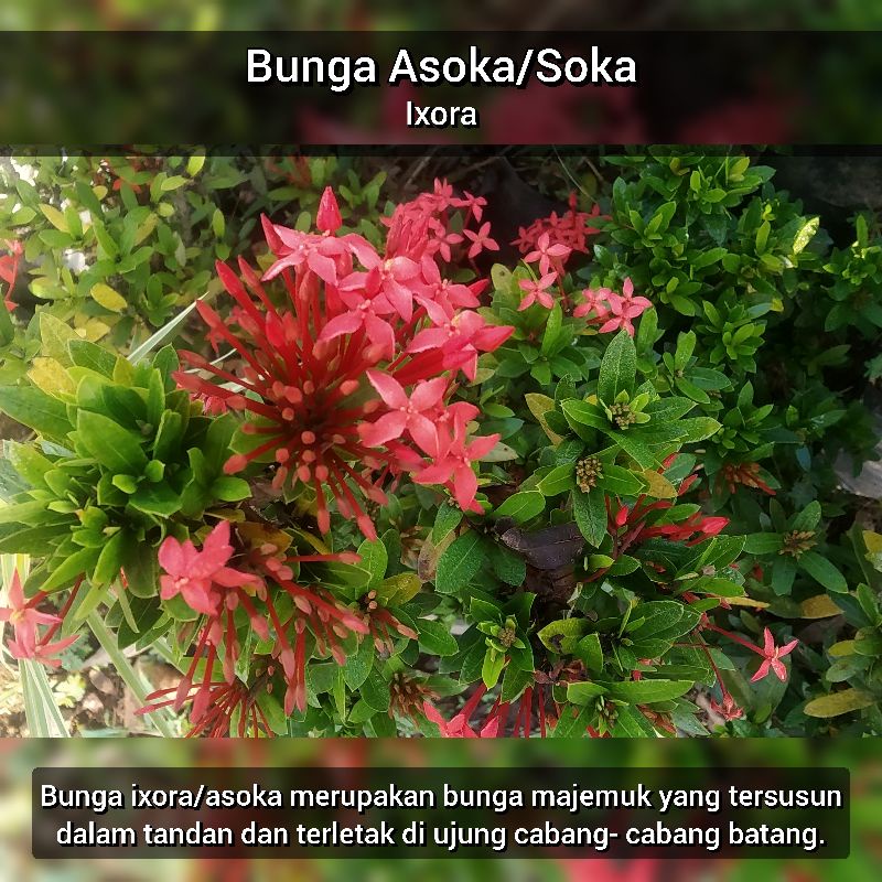 Jual Tanaman Hias Bunga Asoka Merah, Putih, Pink, Orange & Kuning ...