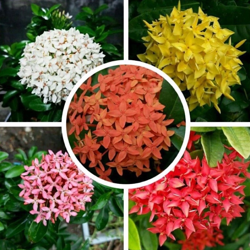Jual ( BISA COD ) TERMURAH Bunga Hias Asoka Janbon Varian Warna ...