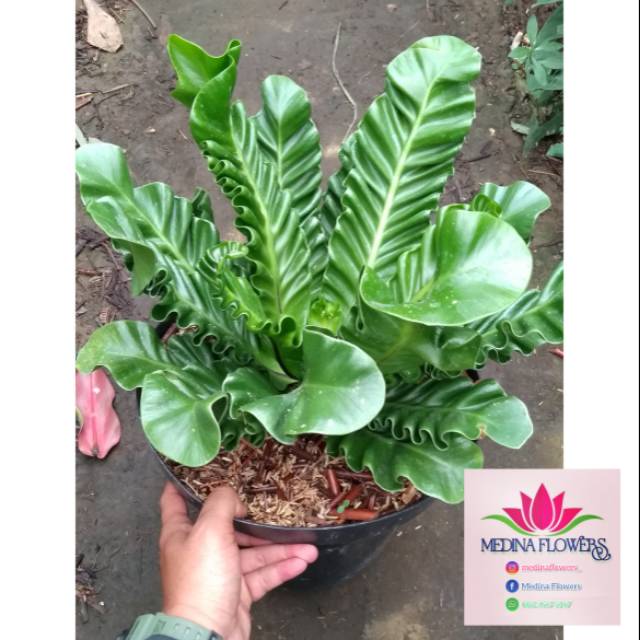 Jual Tanaman Hias Asplenium Lasagna pot 30cm | Shopee Indonesia