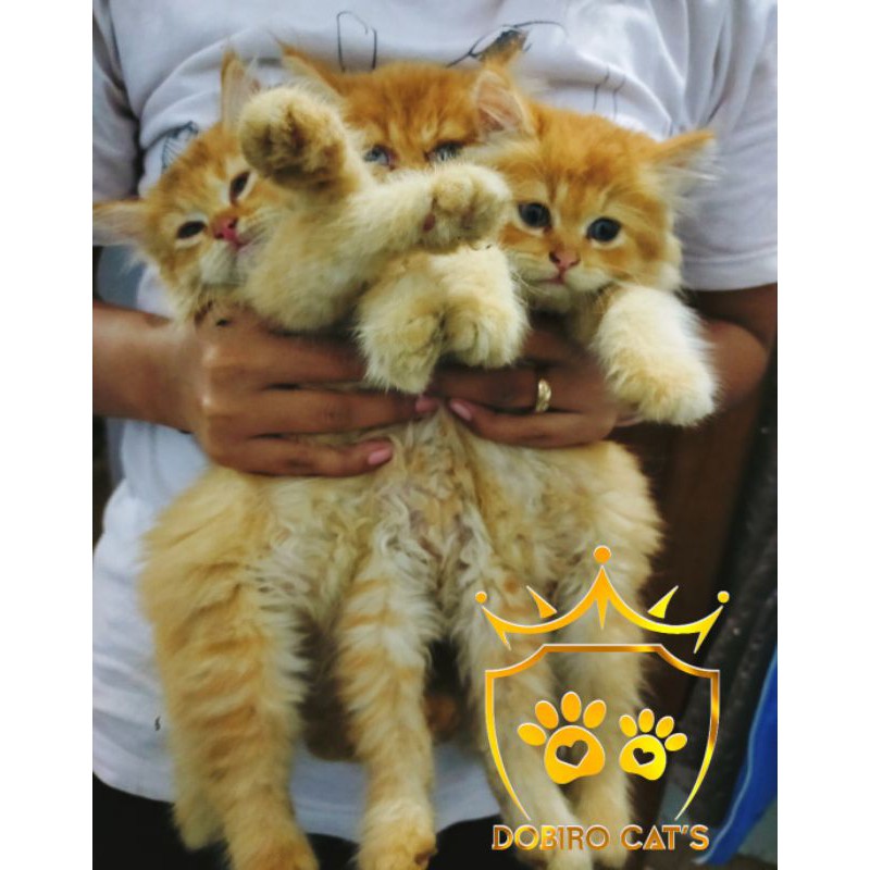 Jual kucing Persia kitten oren menggemaskan | Shopee Indonesia