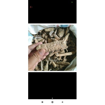 Jual herbal kulit kayu pule / kayu lame kering asli 500gram | Shopee ...