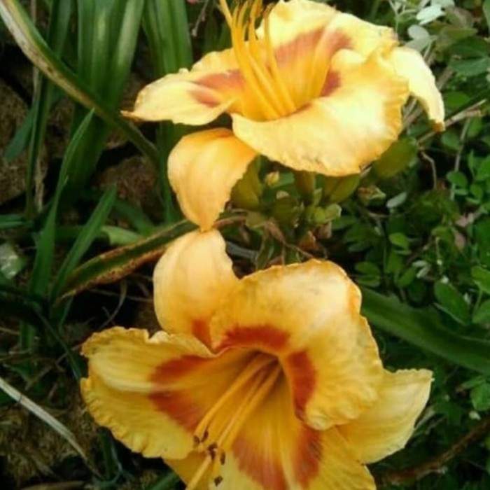 Jual Tanaman day lily batik | Shopee Indonesia