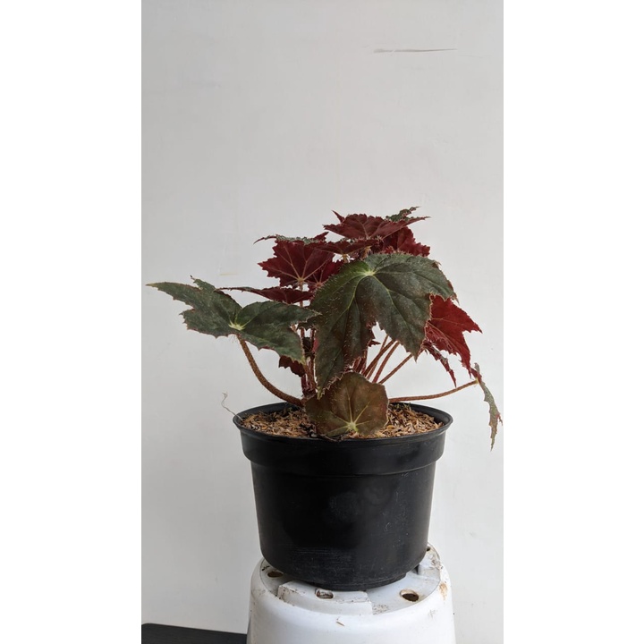 Jual Begonia rex unik unik banyak variasi murah | Shopee Indonesia