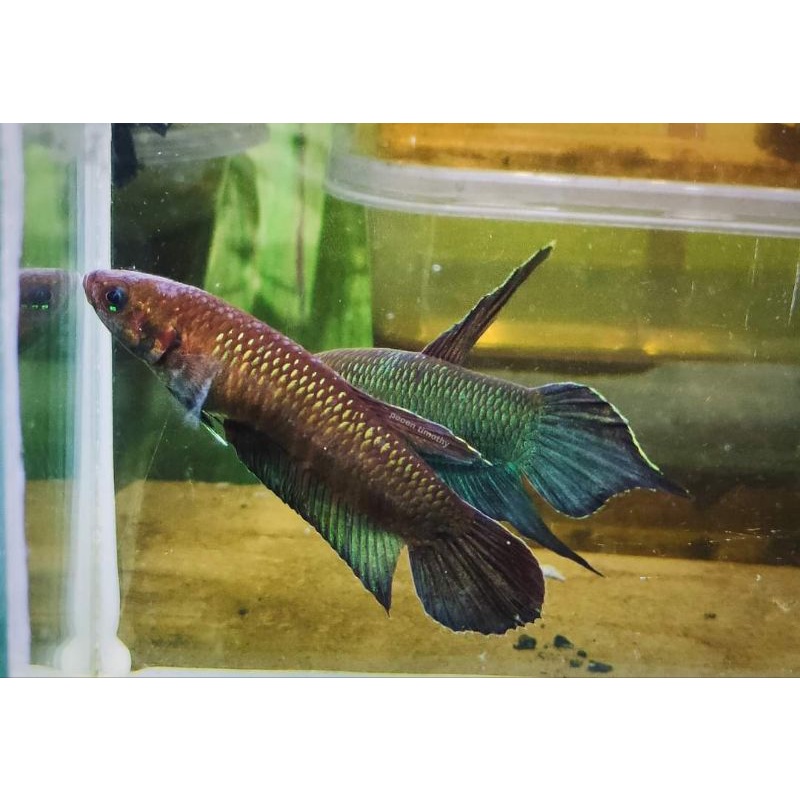 Jual Wild Betta Mandor | Shopee Indonesia