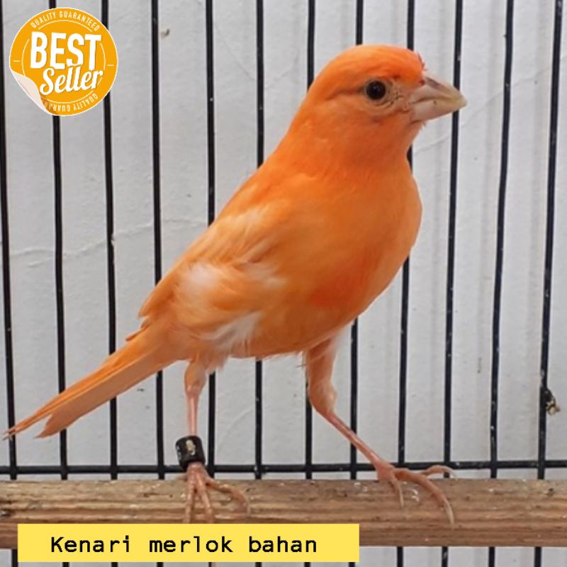 Jual Burung kenari bahan merlok merah lokal murmer asli tanpa pigmen ...