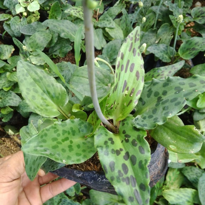 Jual tanaman hias telor katak - keladi katak - koleksi | Shopee Indonesia