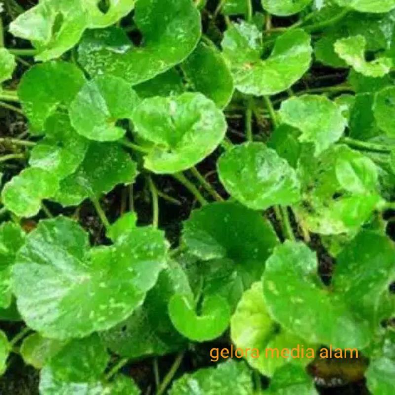 Jual Tanaman herbal pegangan antanan | Shopee Indonesia