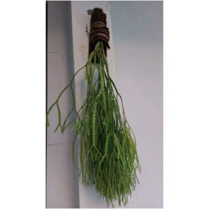 Jual kumpai sisik naga | Shopee Indonesia