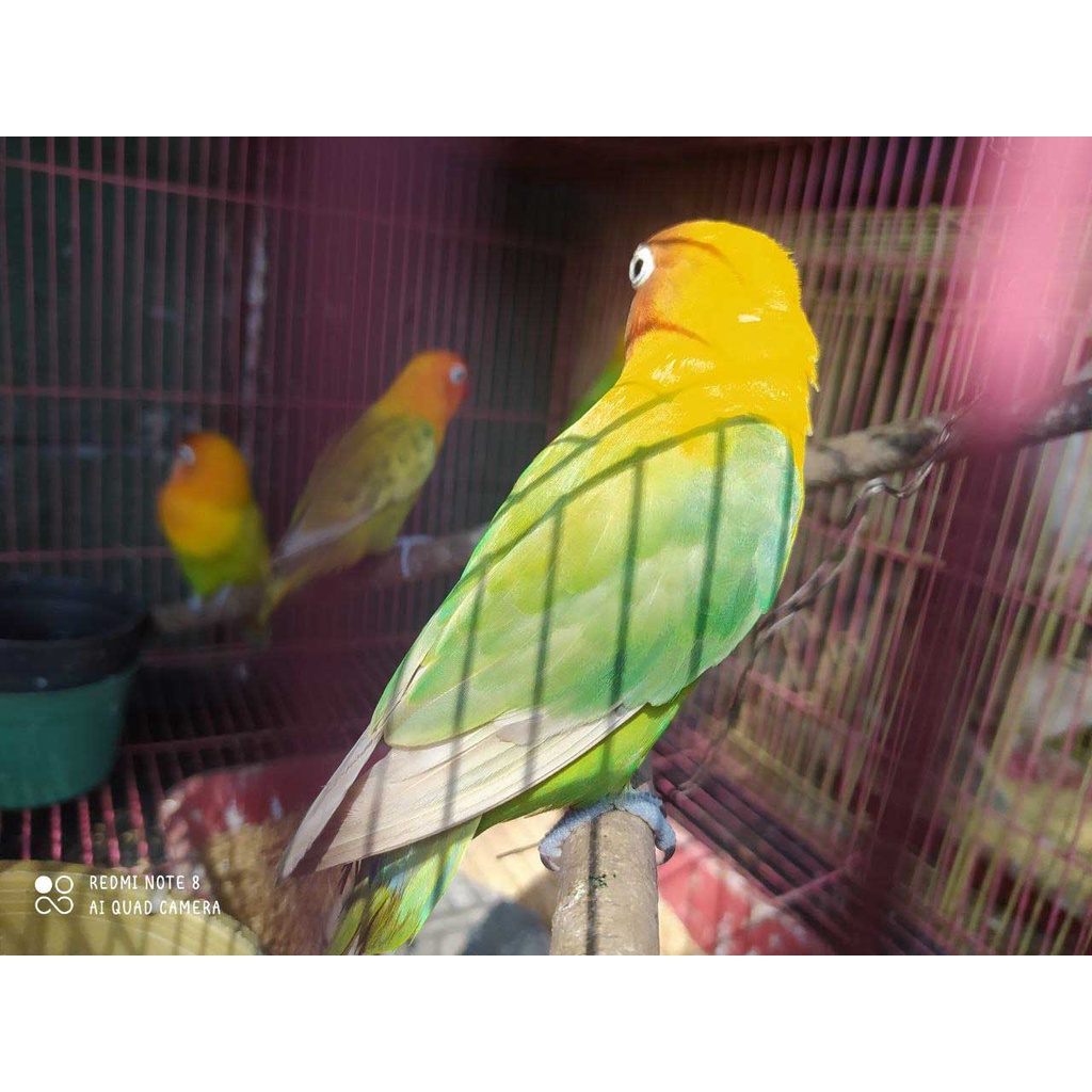 Jual Burung Love Bird Hijau Murah Khusus Bandung | Shopee Indonesia