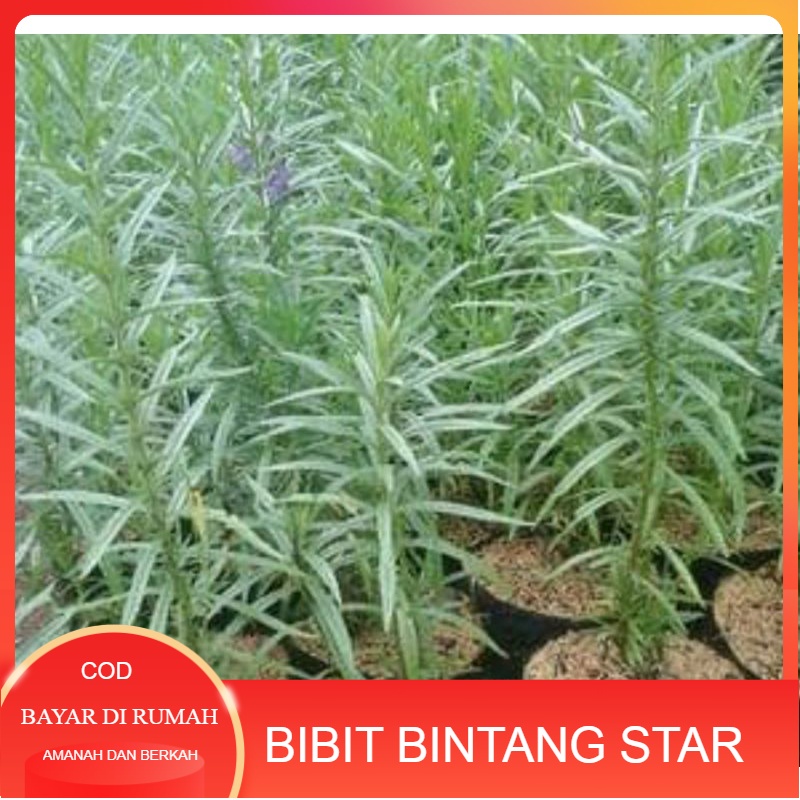 Jual Bibit lavender pengusir nyamuk full akar siap di tanam | Shopee ...