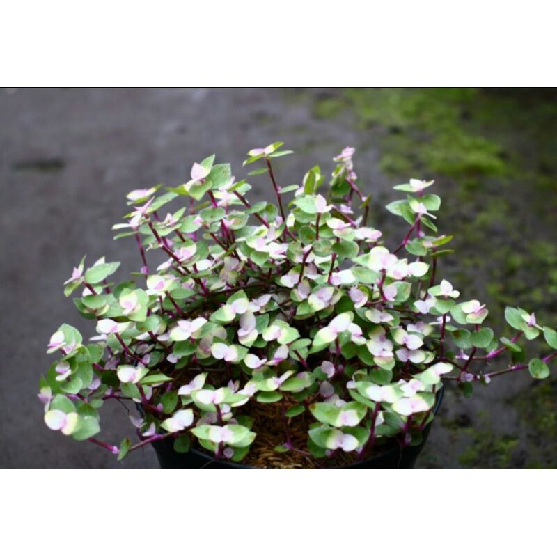 Jual Tanaman Hias | Calisia pink | Shopee Indonesia