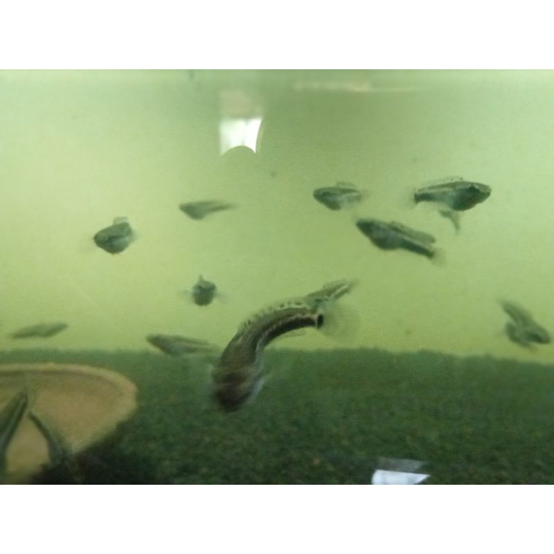 Jual chana blue purcha|||hasil bredingan||makan pelet | Shopee Indonesia