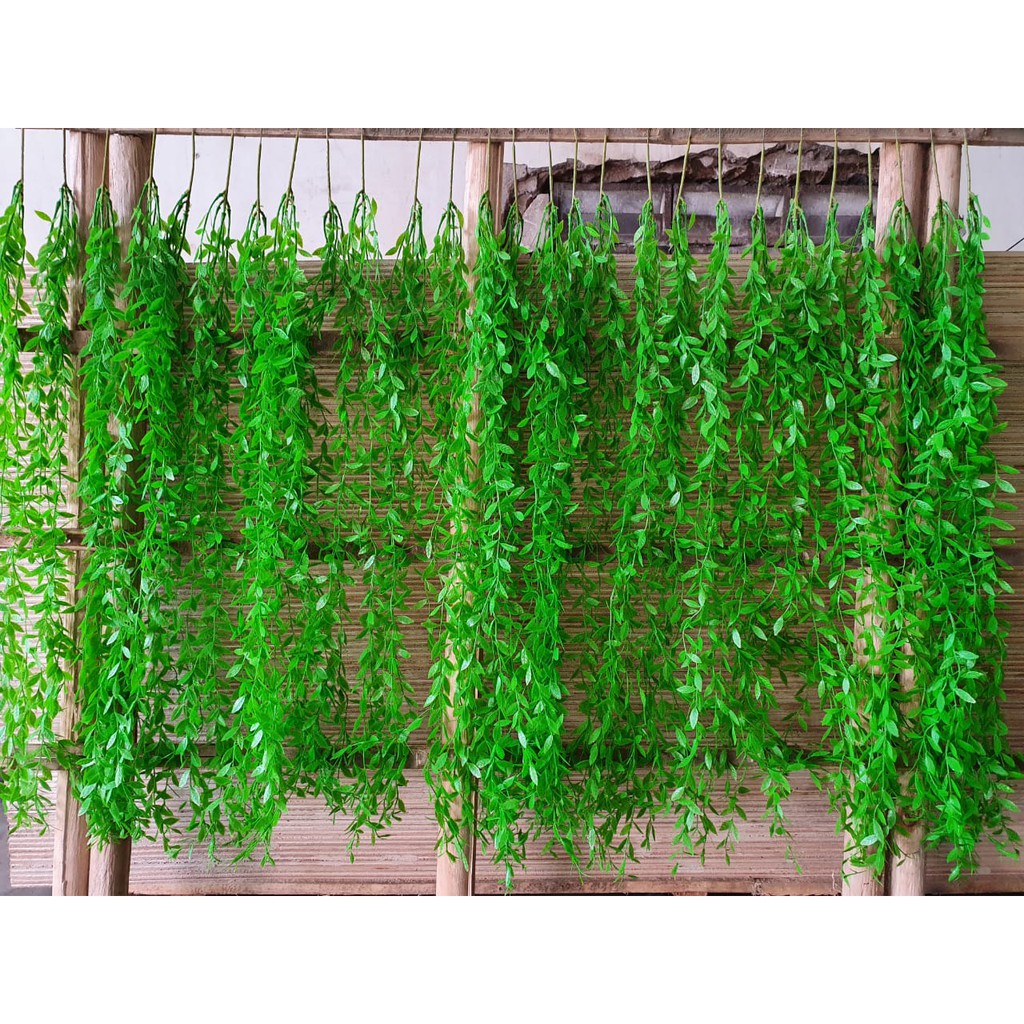Jual Daun rambat lee kwan yu gantung jalar rumpun bambu | Shopee Indonesia