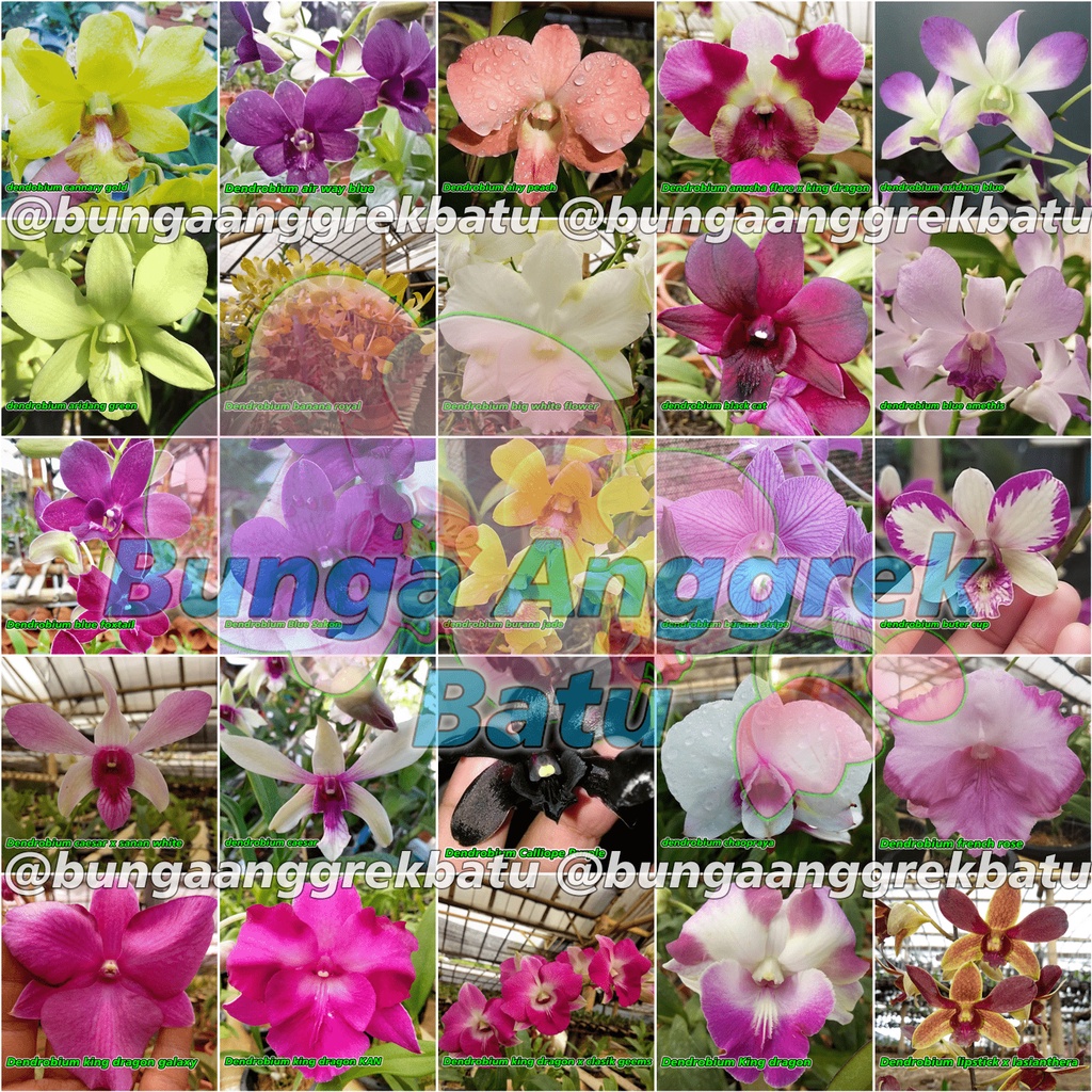 Jual Anggrek Dendrobium Bulat hybrid usia 6-7 bulan Seedling | Shopee ...
