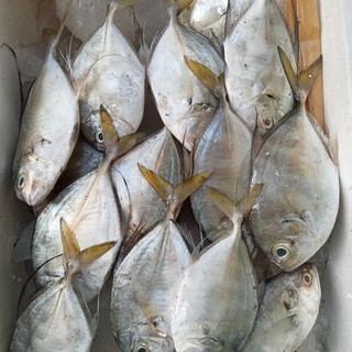 Jual Ikan Kuwe Gerong Kue GT Traveling Fish Segar 1 kg & 500gr Seafood ...