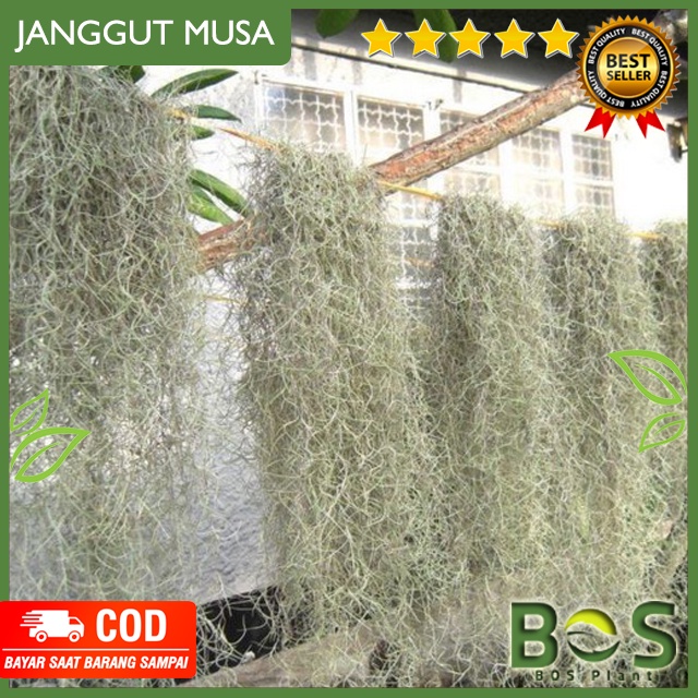 Jual Janggut Musa / Jenggot Nabi (Panjang 1 Helai Janggut Musa 25 cm s ...