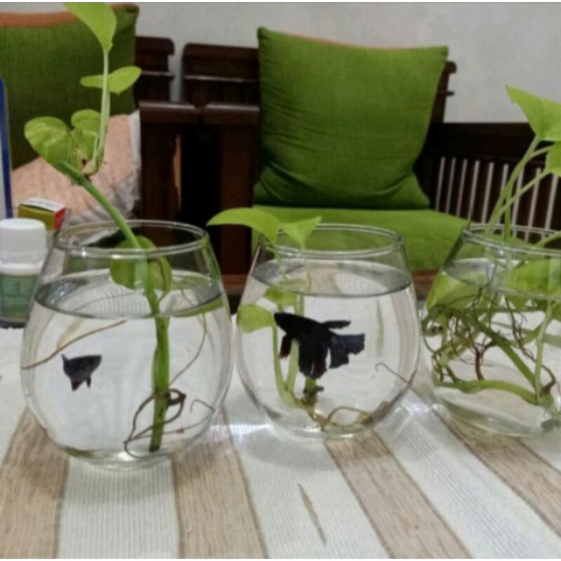 Jual Aquarium Mini + Batu Warna/Aquarium Kaca Bulat | Shopee Indonesia