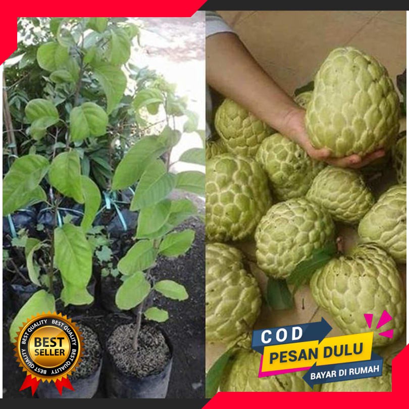 Jual Bibit Tanaman Srikaya Jumbo Siap Tanam | Shopee Indonesia