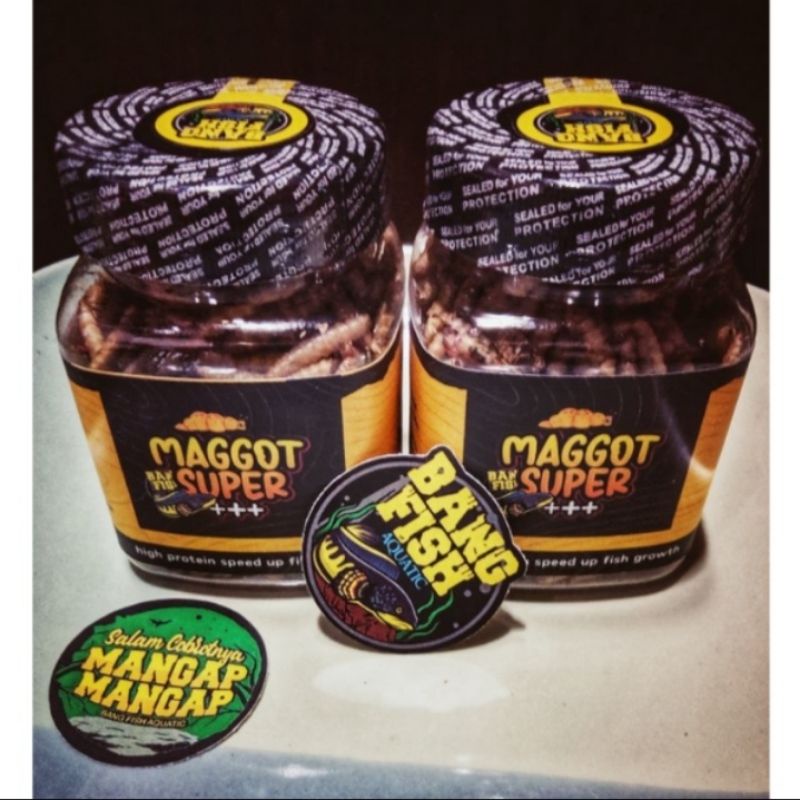 Jual Maggot Super Grade A+++ Bangfish x Fajar arif (Free Sticker Chana ...
