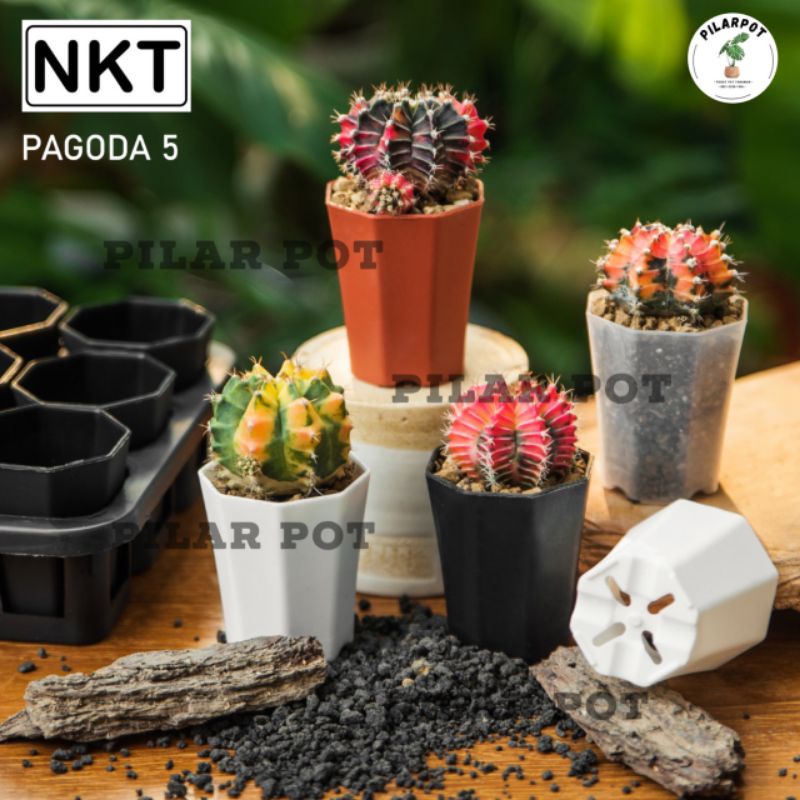 Jual POT BUNGA TANAMAN MINI NKT PAGODA 5 PUTIH - NKT PAGODA 5 PUTIH | Shopee Indonesia
