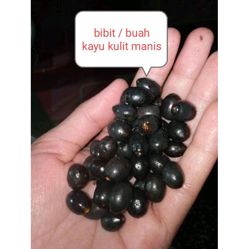 Jual Bibit buah kayu kulit manis | cassiavera | biji kulit manis ...
