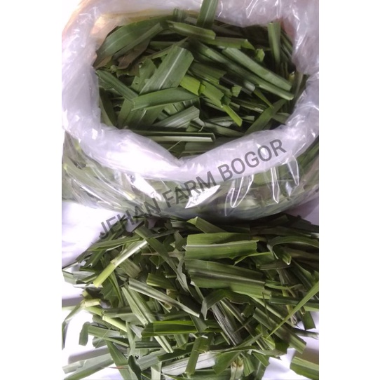 Jual RUMPUT ODOT FRESH PAKAN MARMUT KELINCI KURA KURA KAMBING SAPI ...