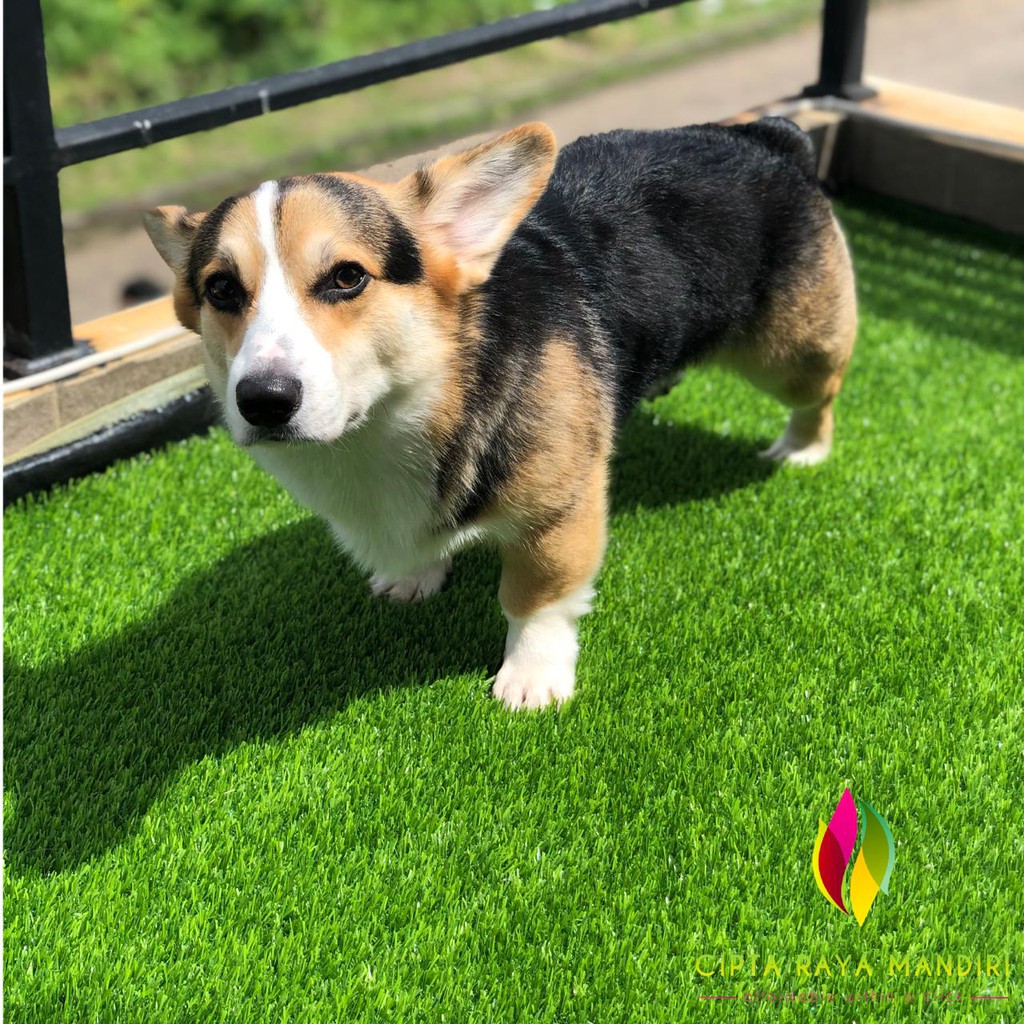 Jual ALAS KANDANG KUCING ALAS KANDANG ANJING ALAS KANDANG TORTO RUMPUT ...