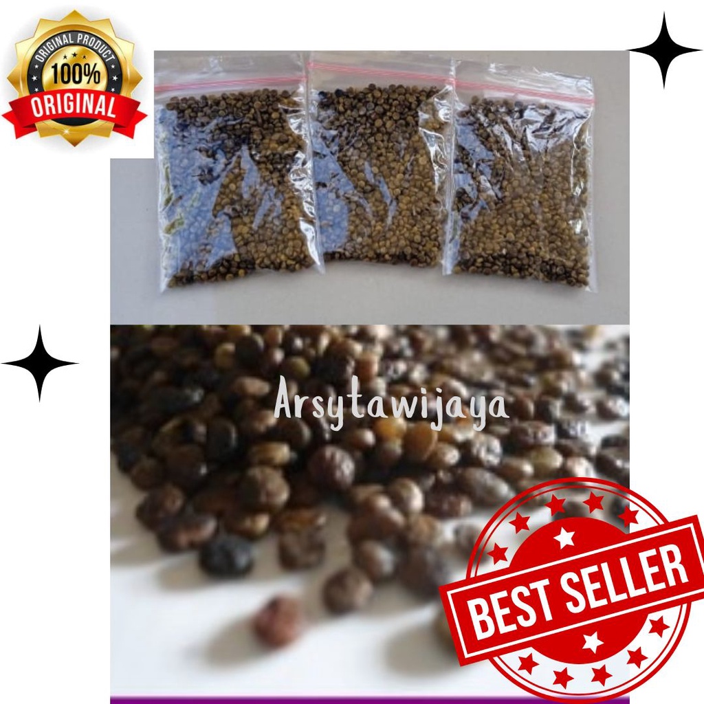 Jual BENIH INDIGOFERA , BIJI INDIGOFERA PAKAN TERNAK HIGH QUALITY ...
