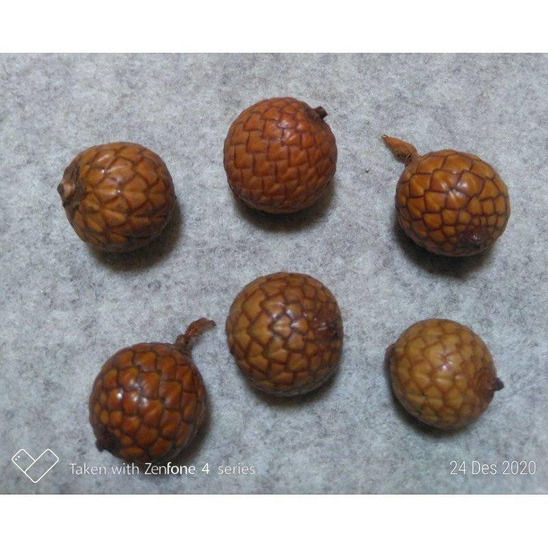 Jual Biji Rotan ( 6 buah ) | Shopee Indonesia