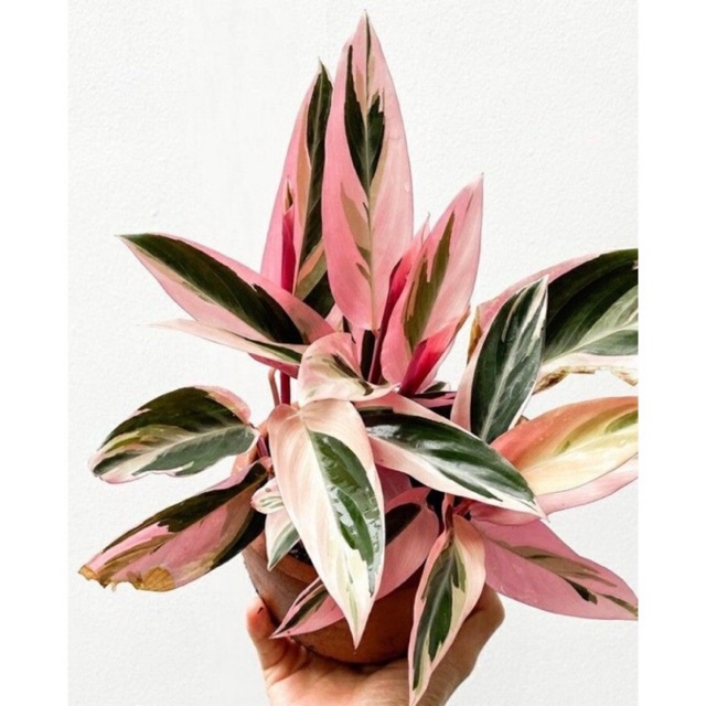 Jual Tanaman hias calathea meranti bali- bunga kalatea- calathea ...