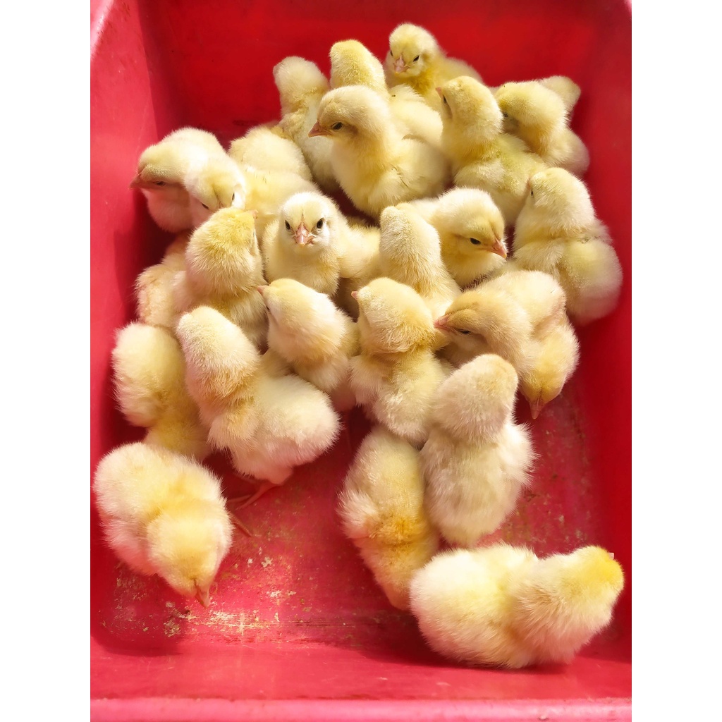 Jual [PROMO] Doc Broiler Anak Ayam broiler pedaging Khusus Bandung ...