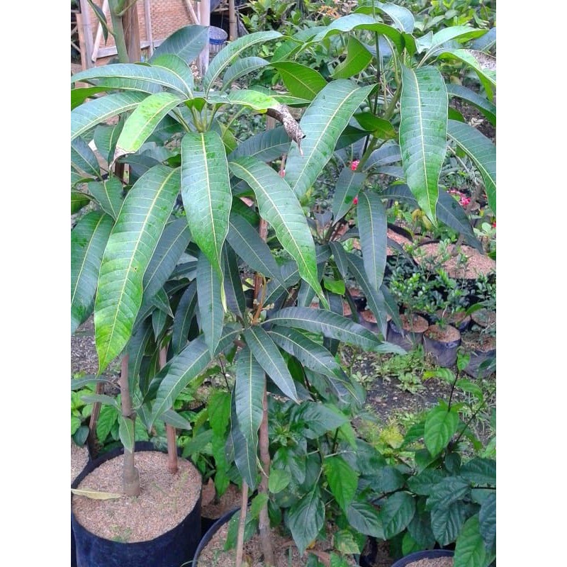 Jual Tanaman Buah Mangga Garifta Merah,Kuning,Orange, Siap Berbuah ...
