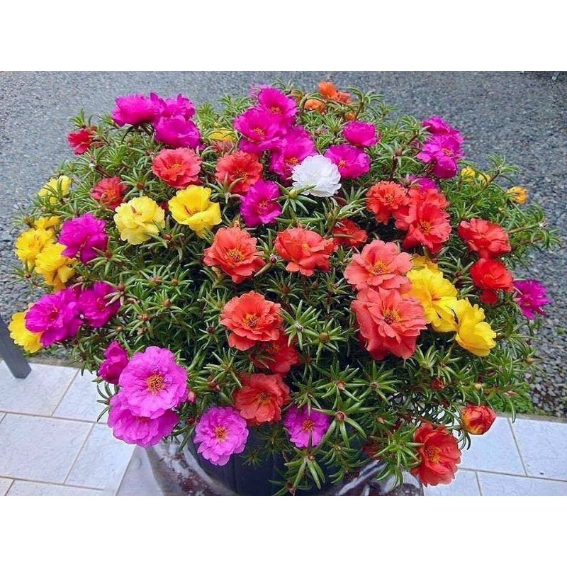 Jual Bunga krokot mawar pink, pink tua, kuning bunga gantung (bisa COD ...