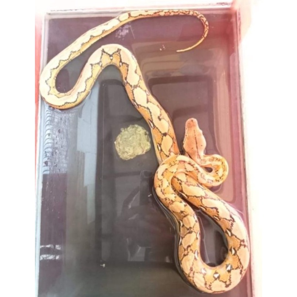 Jual Retic Platinum (sold !!) | Shopee Indonesia