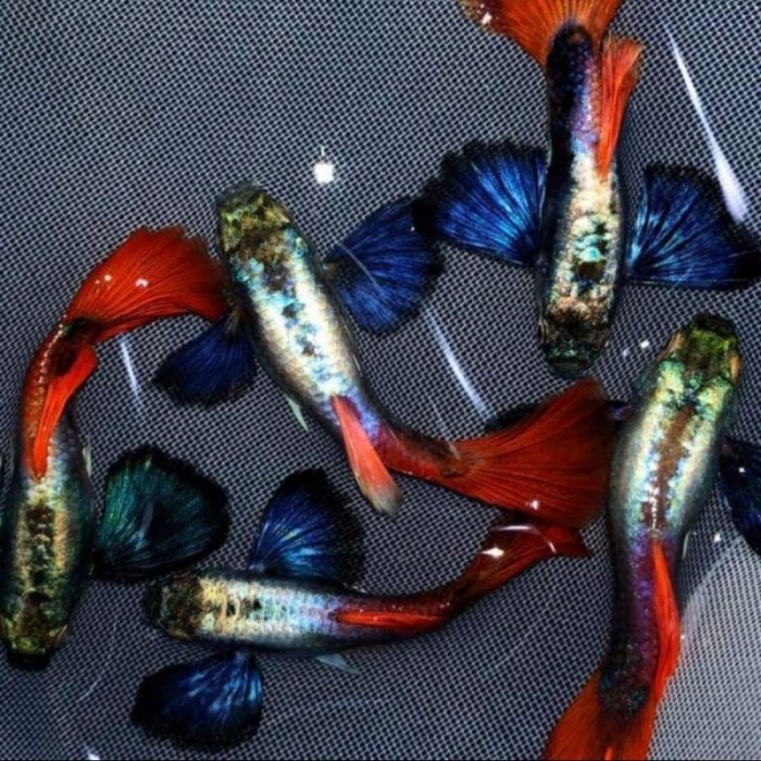 Jual Guppy PRTDE / Platinum Red Tail Dumbo Ear | Shopee Indonesia