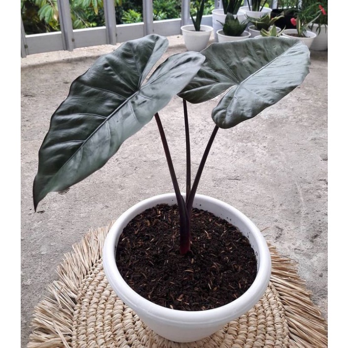 Jual tanaman hias alocasia plumbea nigra sente hitam | Shopee Indonesia