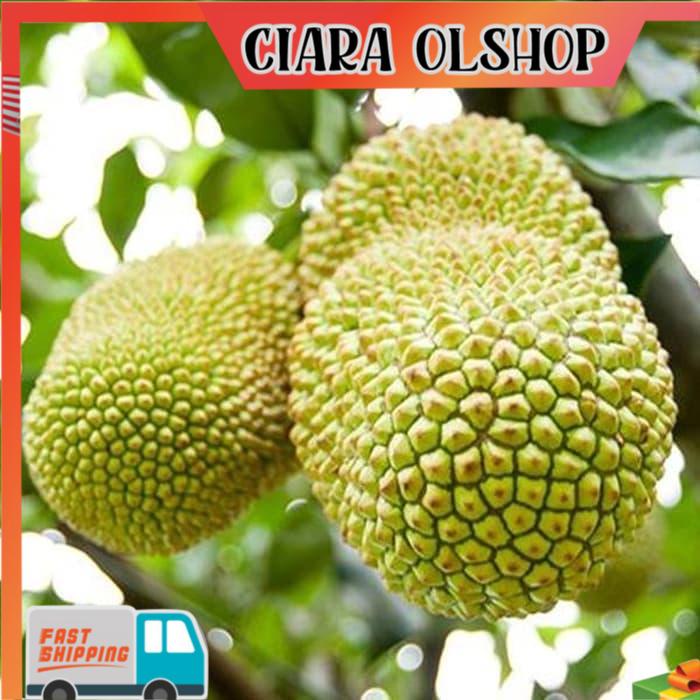 Jual Bibit Buah Cempedak Durian - Tinggi 40cm | Shopee Indonesia