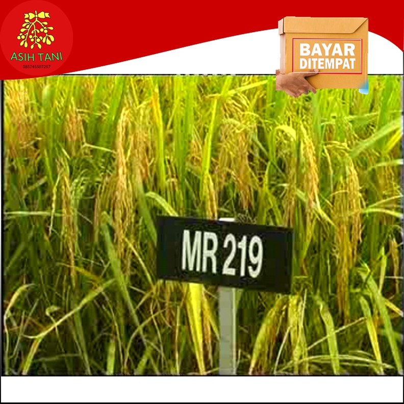 Jual Benih Padi Unggul MR219 - 95 HST 5kg | Shopee Indonesia