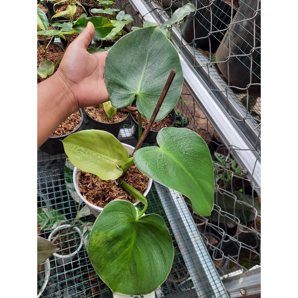 Jual philodendron rugosum philo pig skin size S pot 8-10cm | Shopee ...