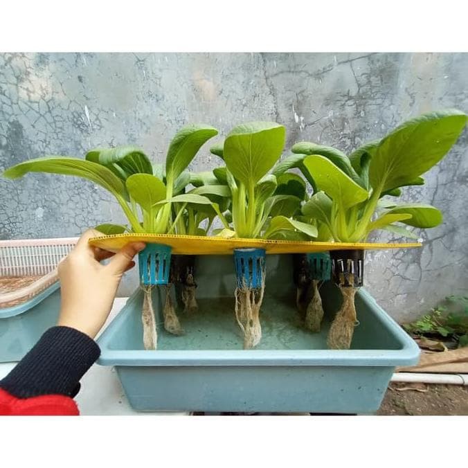 Jual HIDROPONIK SET STARTER KIT PEMULA LENGKAP 4 BAK 48 LUBANG SIAP ...