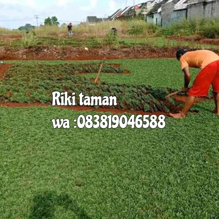 Jual Tanam rumput gajah mini berikut pohon hias | Shopee Indonesia