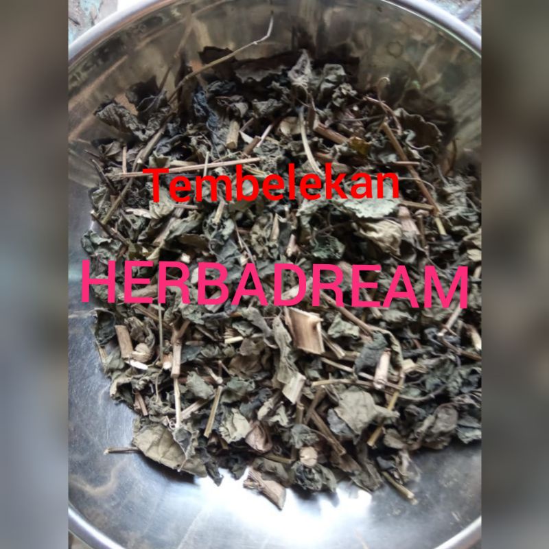Jual 1 KG TEMBELEKAN PATIWALA SALIARA LANTANA CAMARA TEMBELEK SALIRAYA ...