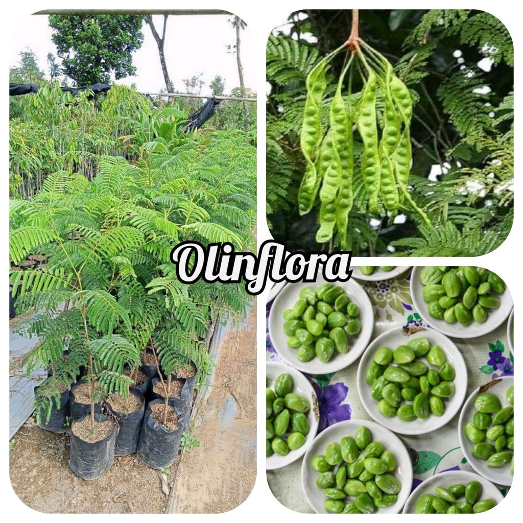Jual Bibit pete okulasi cepat berbuah / bibit petai unggulan bisa tanam ...