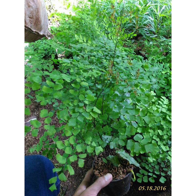 Jual Tanaman paku suplir | tanaman paku pakuan | Shopee Indonesia