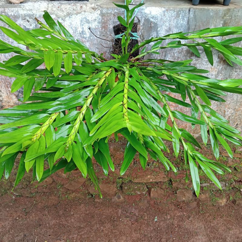 Jual ANGGEREK Sisik/ gunung taman [NRS] | Shopee Indonesia