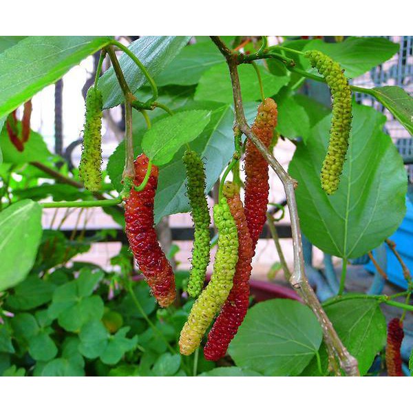 Jual Tanaman Buah Long Murbei 40cm | Shopee Indonesia